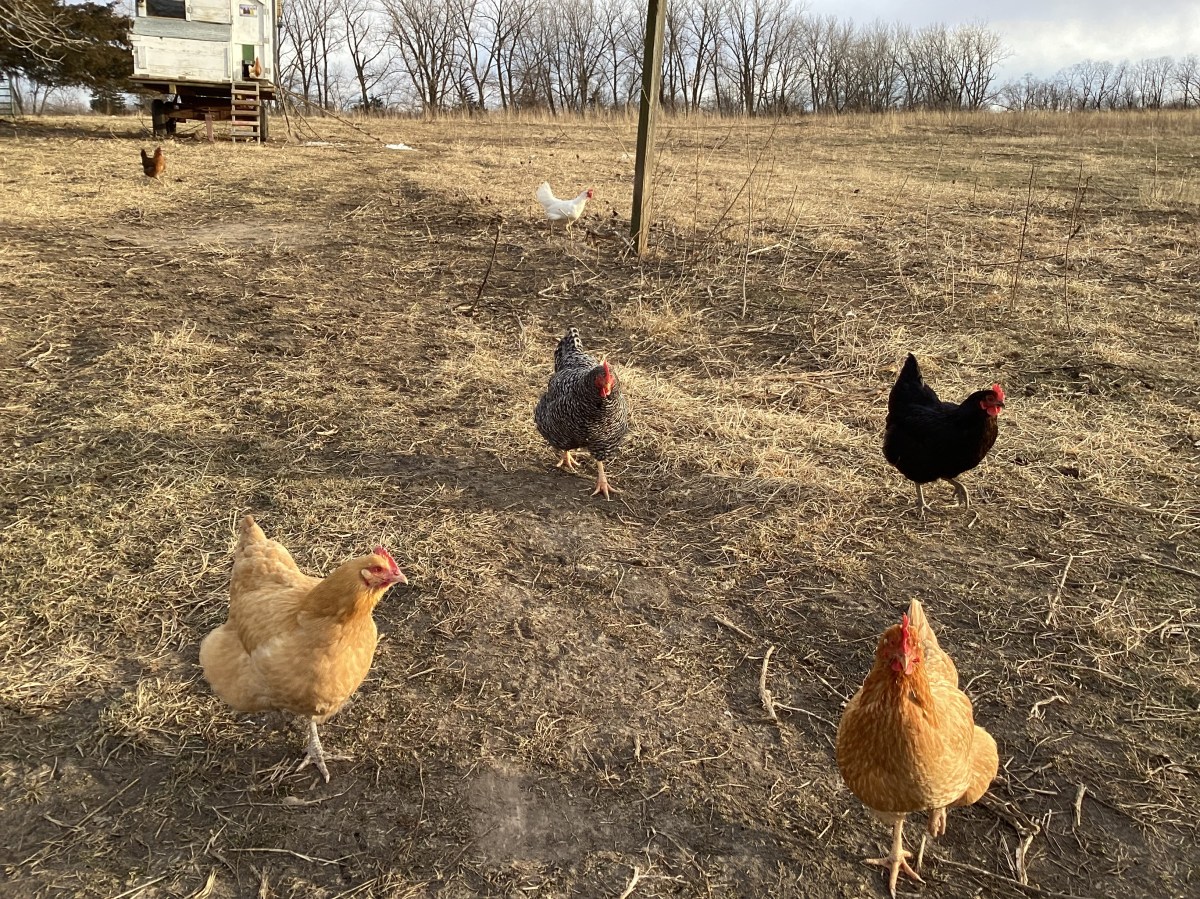 Pastured Raised Laying Hens – Stephenson Farm